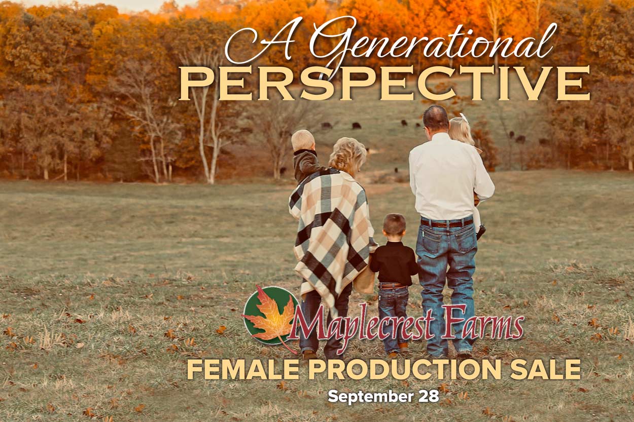 Maplecrest Farms | Registered Angus and Sim-Angus bulls and females ...